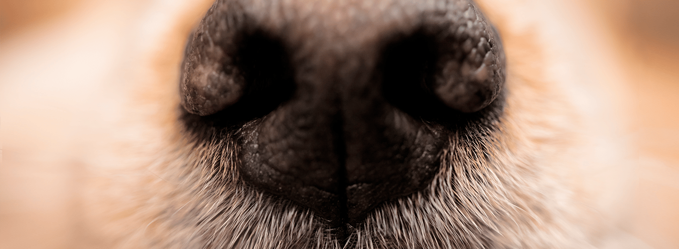 What Is a Sniffer? | How to Protect Against Sniffing