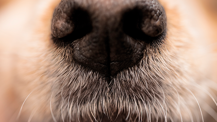 What Is a Sniffer? | How to Protect Against Sniffing