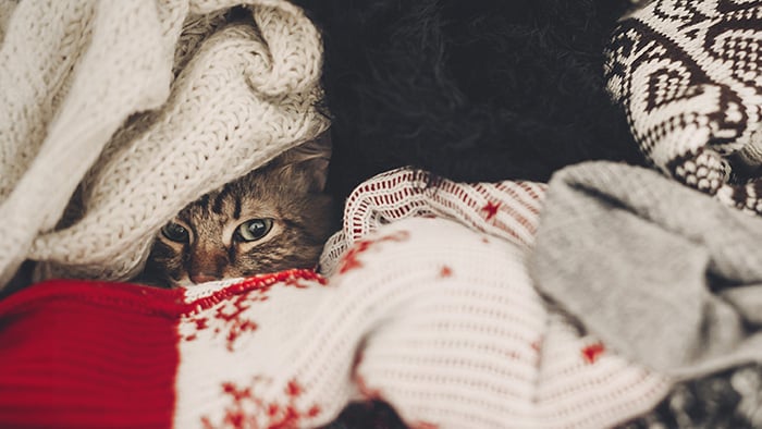 How to Find Hidden Apps on Android and Protect Your Privacy